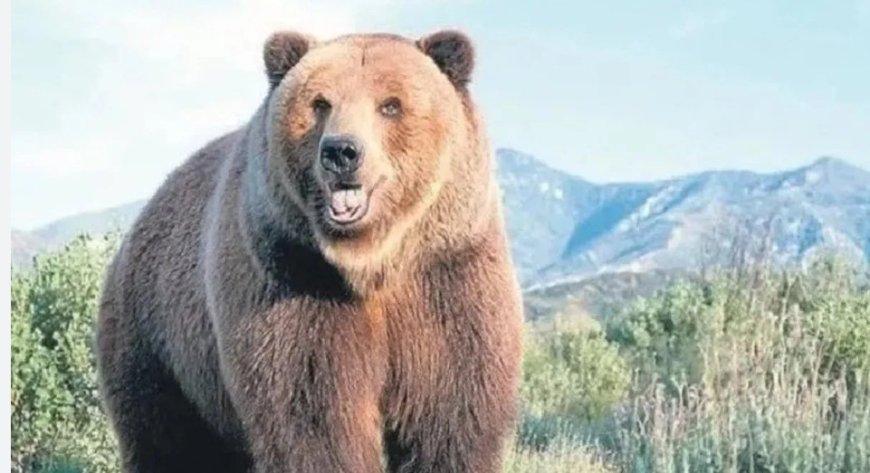 What Does It Mean to See a Bear in a Dream? Interpretations from ...